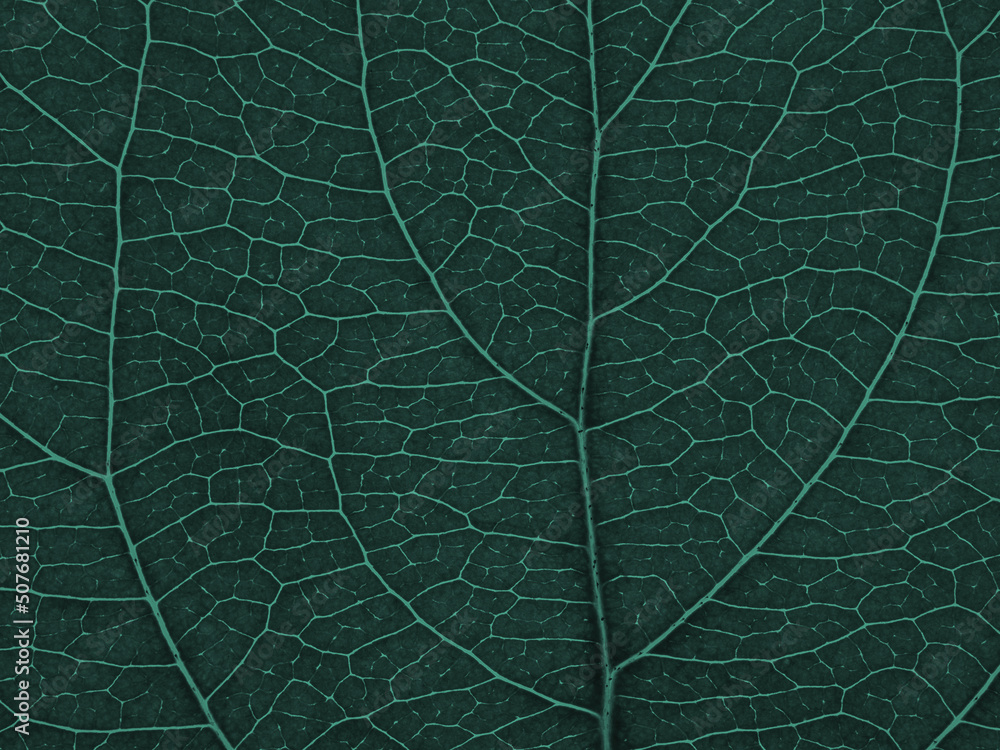 Leaf of fruit tree close-up. Dark green mosaic pattern of veins and ...