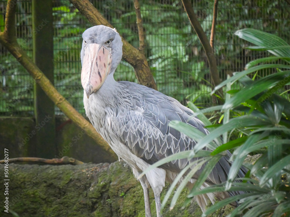 Shoebill (Balaeniceps rex) also known as whalehead, whale-headed stork ...