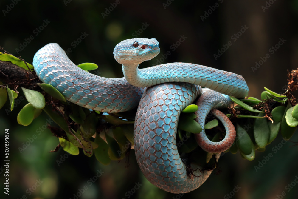 White-lipped island pit viper snake on a branch, Indonesia Stock Photo ...