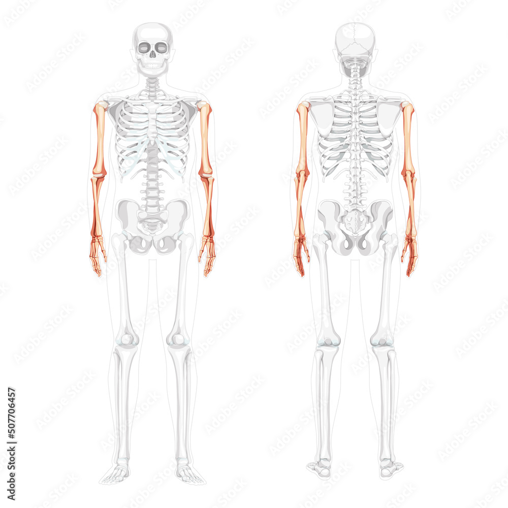 Skeleton Arms Human front back view with partly transparent bones ...
