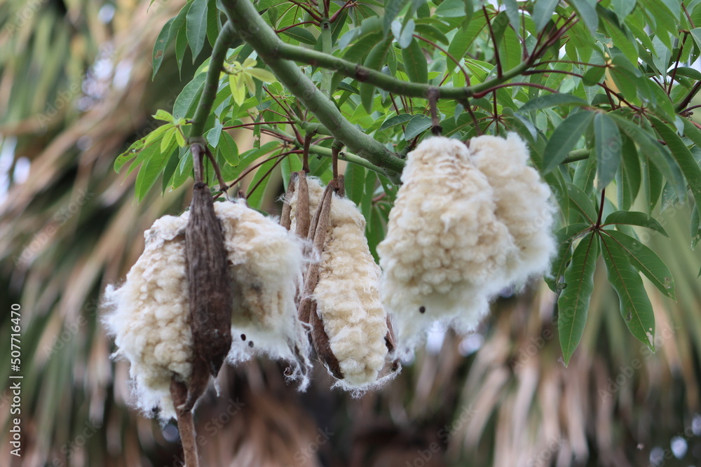 Cambodia. Ceiba pentandra is a tropical tree of the order Malvales and ...