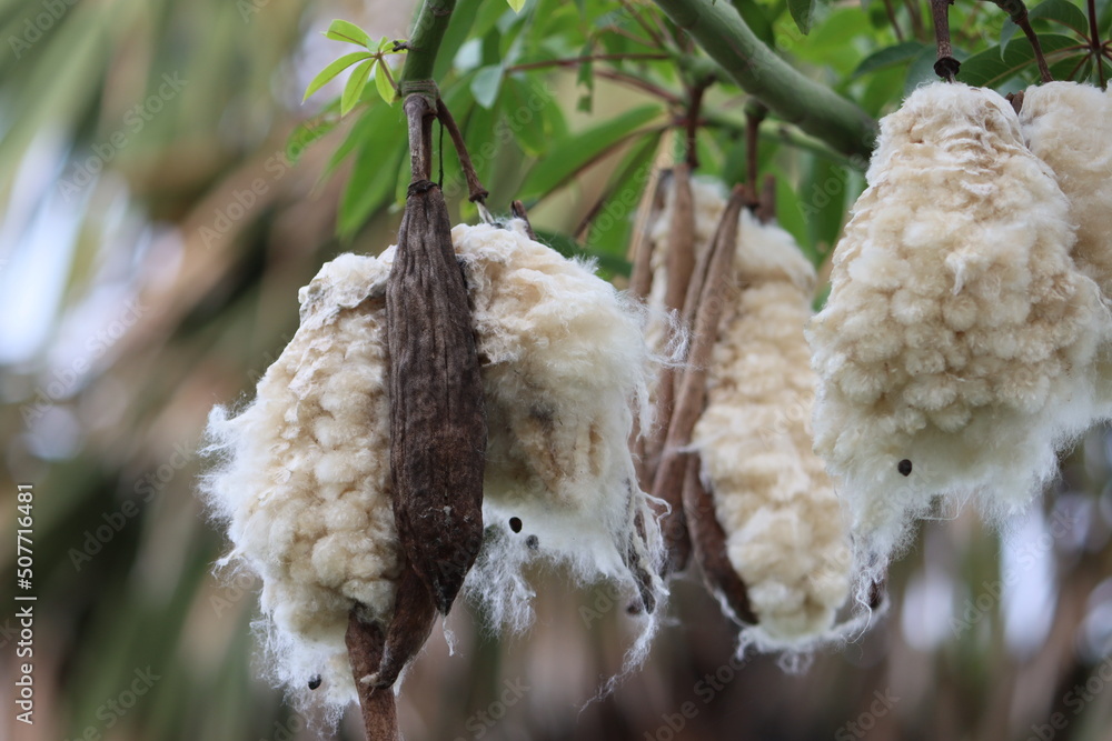 Cambodia. Ceiba pentandra is a tropical tree of the order Malvales and ...