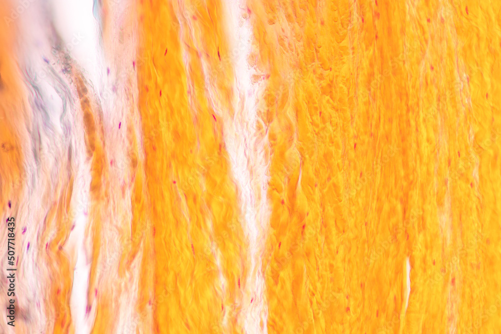 Photo & Art Print White fibrous cartilage of human under the microscope ...