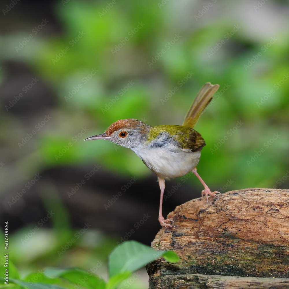 Common Tailorbird, in nature, in Thailand Stock Photo | Adobe Stock