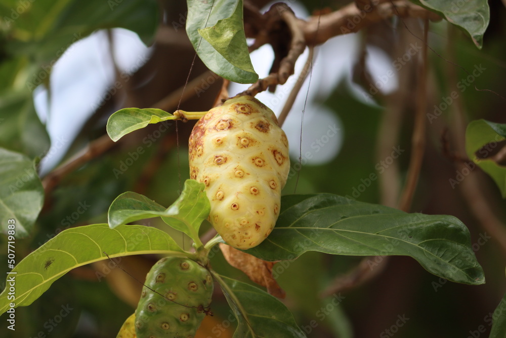 Morinda citrifolia is a fruit-bearing tree in the coffee family ...