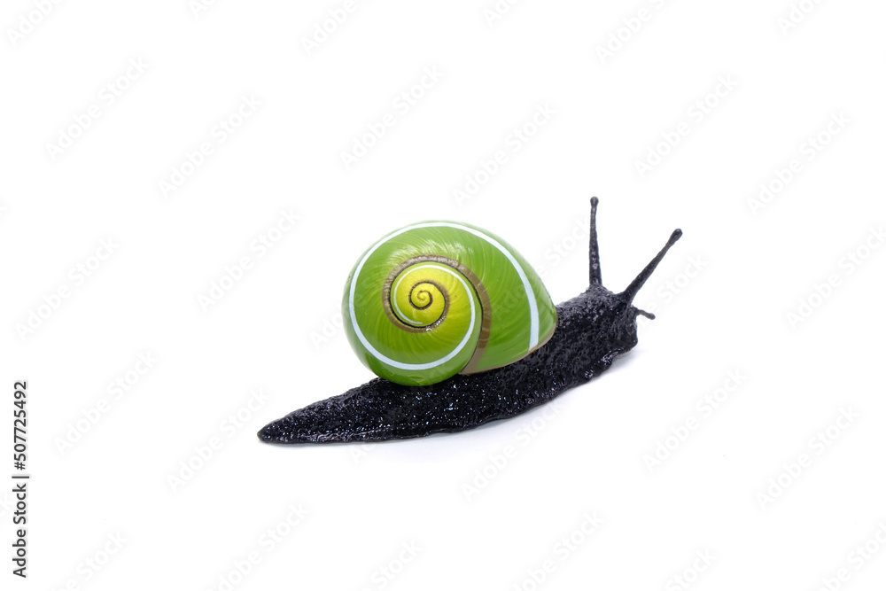 Most Beautiful Snail