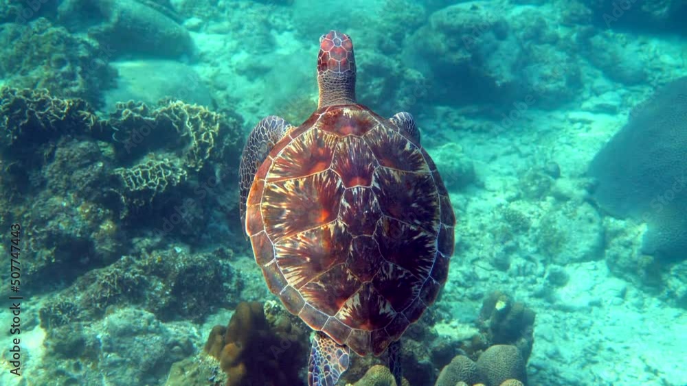 Hawksbill sea turtle slowly swimming in blue water through sunlight ...