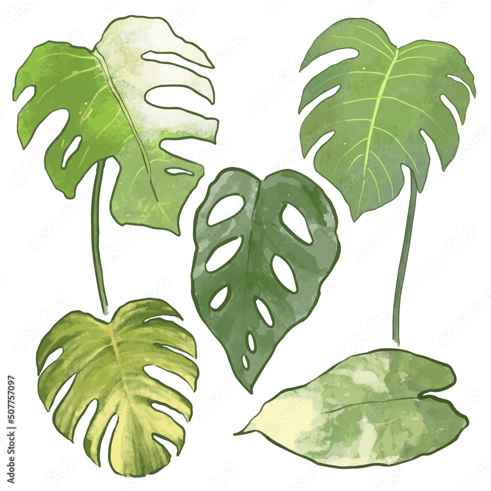 Large Botanical set of Monstera. Set of Separate parts and bring ...
