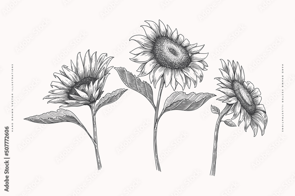Set of hand-drawn sunflower inflorescence in engraving style. Vintage ...