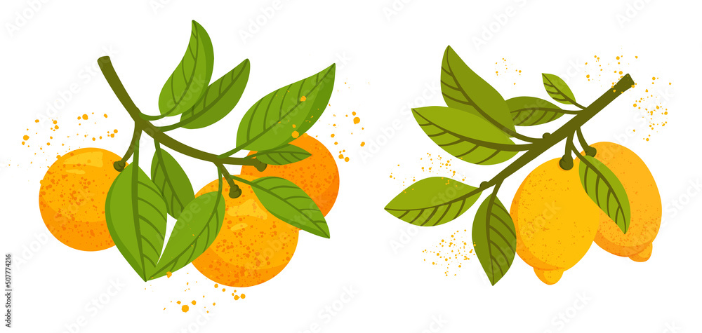 Orange and lemon tree branches with fruits and leaves isolated on white ...