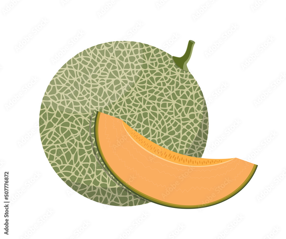 Melon, whole and slices, flat style vector illustration isolated on ...