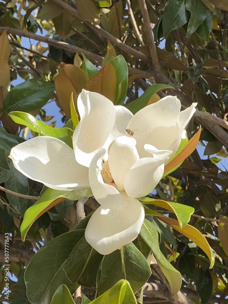 Creamy white fragrant summer flowers of the bull bay tree, Magnolia ...