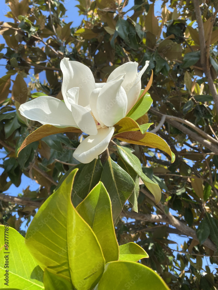 Foto de Creamy white fragrant summer flowers of the bull bay tree ...
