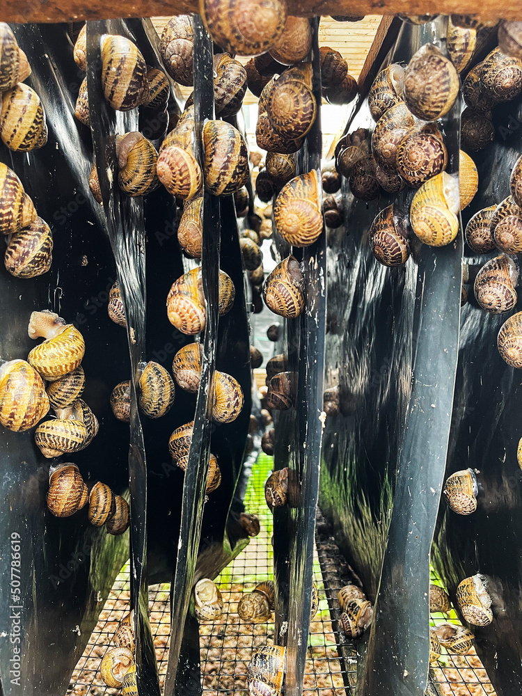 Reproduction table for snail habitation, many slugs on special shelves ...