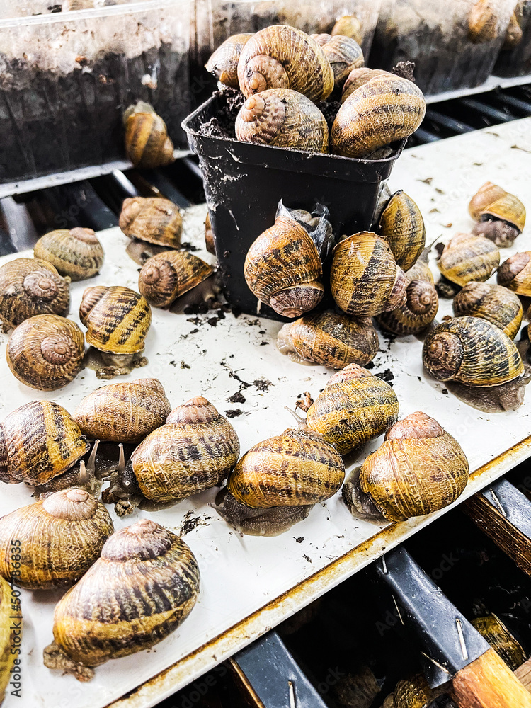 Reproduction table for snail habitation, many slugs on special shelves ...