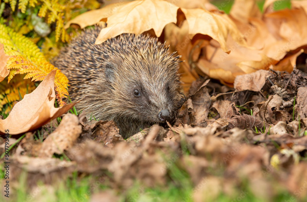 Hedgehog in autumn, wild, free roaming hedgehog, taken from within a ...