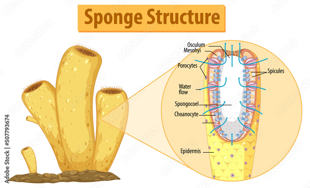 Diagram showing structure of sponge Stock Vector | Adobe Stock