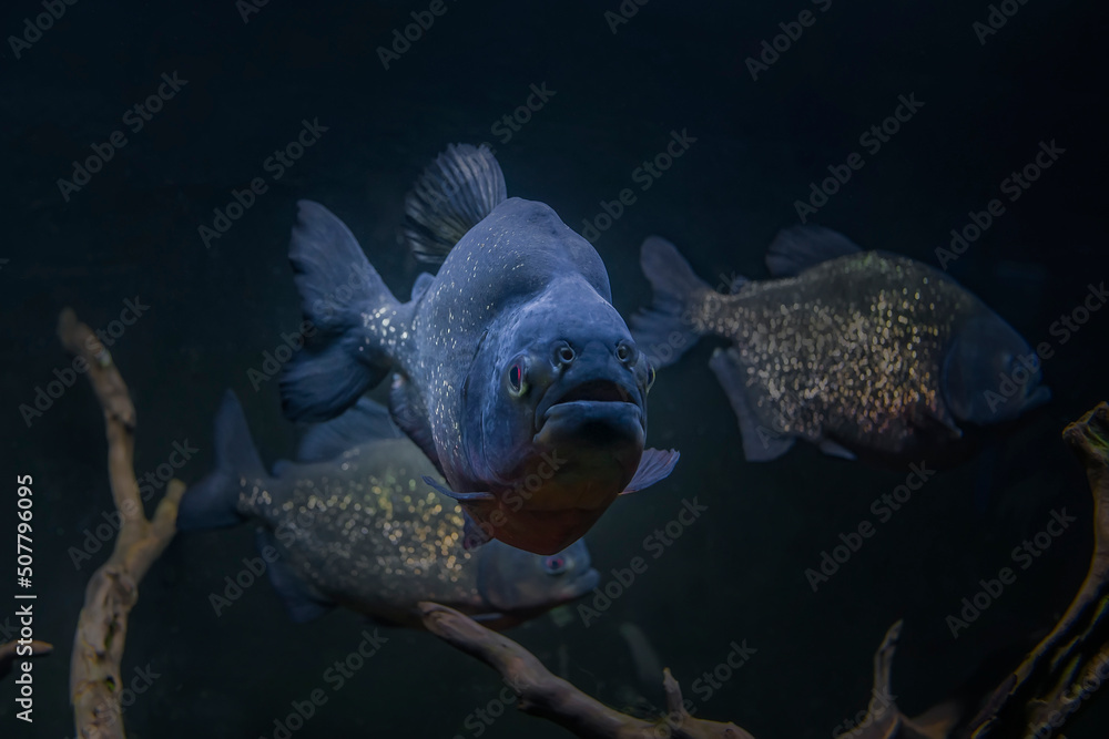 Piranha underwater. Dangerous piranhas fish in dark water Stock Photo ...