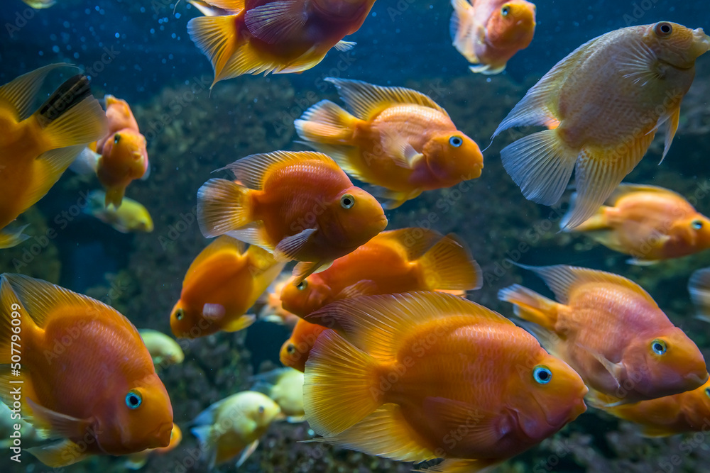 Orange Cichlid Fish