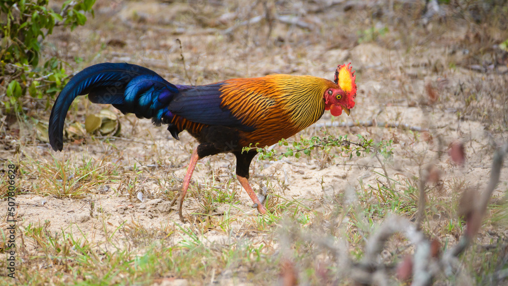 Amazing Sri Lankan jungle fowl foraging the Forests of Yala national ...