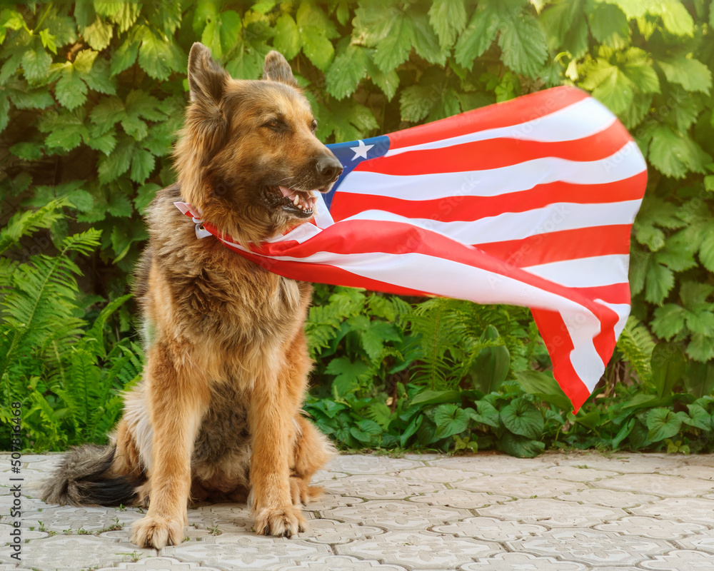 German Shepherd dog is sitting covered with an American flag, looking ...