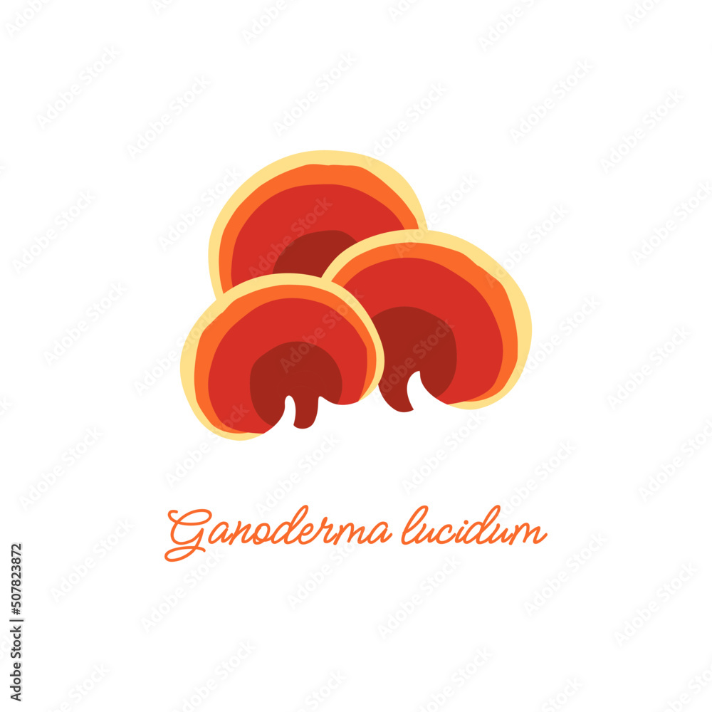 Ganoderma lucidum or Reishi. Flat vector illustration Stock Vector ...