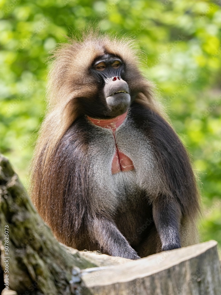 An adult male Gelada, Theropithecus gelada, sits on a trunk and ...