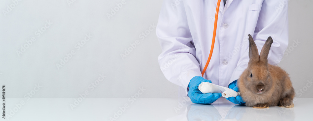 Stockfoto Veterinarians Using a bandage Wrap around the fluffy rabbit ...