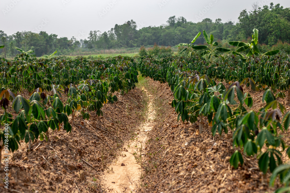 cassava fields in agricultural areas Stock Photo | Adobe Stock