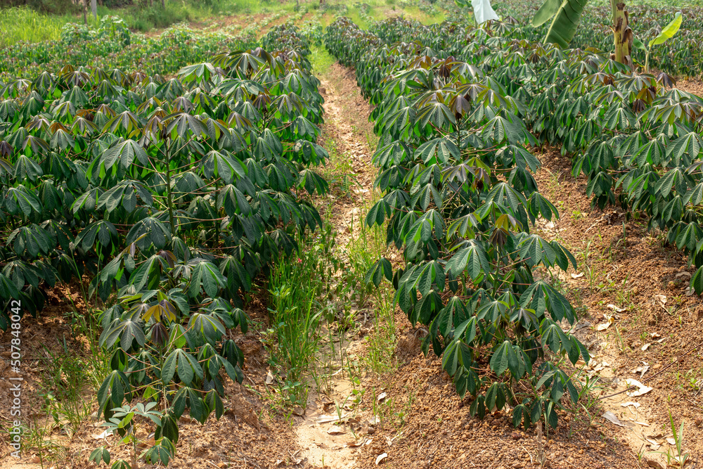 cassava fields in agricultural areas Stock Photo | Adobe Stock