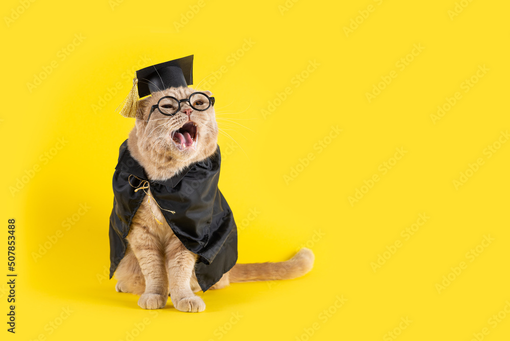Welcome back to school poster. Funny cat student shouting on yellow ...