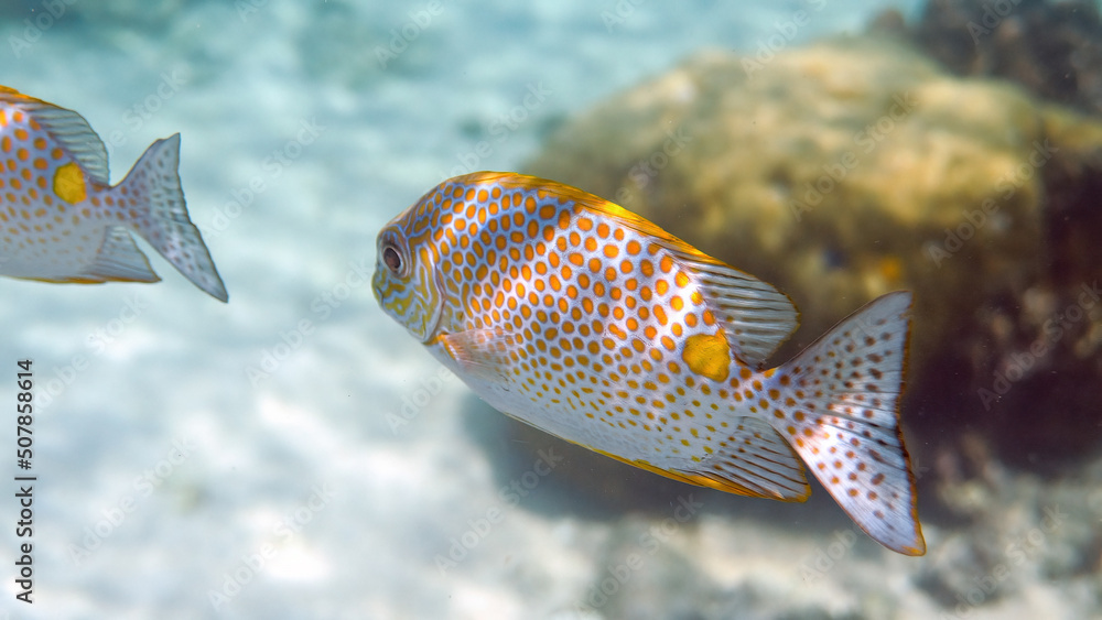 Underwater photo of golden rabbitfish or Siganus guttatus in coral reef ...