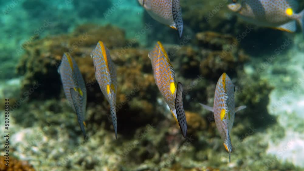 Underwater video of golden rabbitfish or Siganus guttatus school in ...