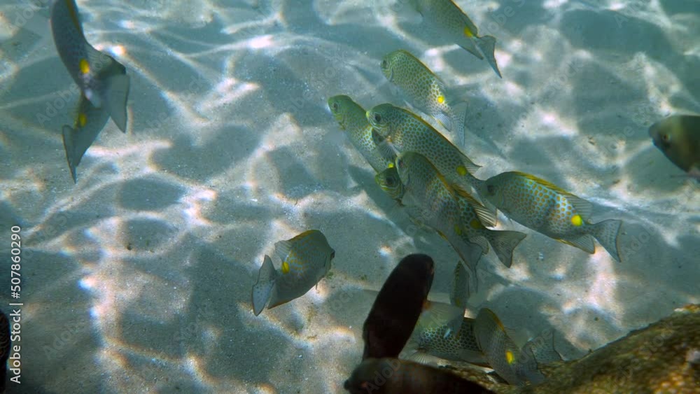 Underwater video of golden rabbitfish or Siganus guttatus school in ...