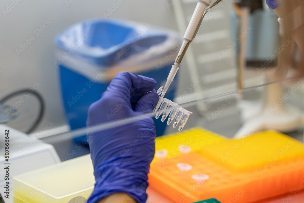 Scientist pipetting sample into vial for DNA testing. Scientist loads ...