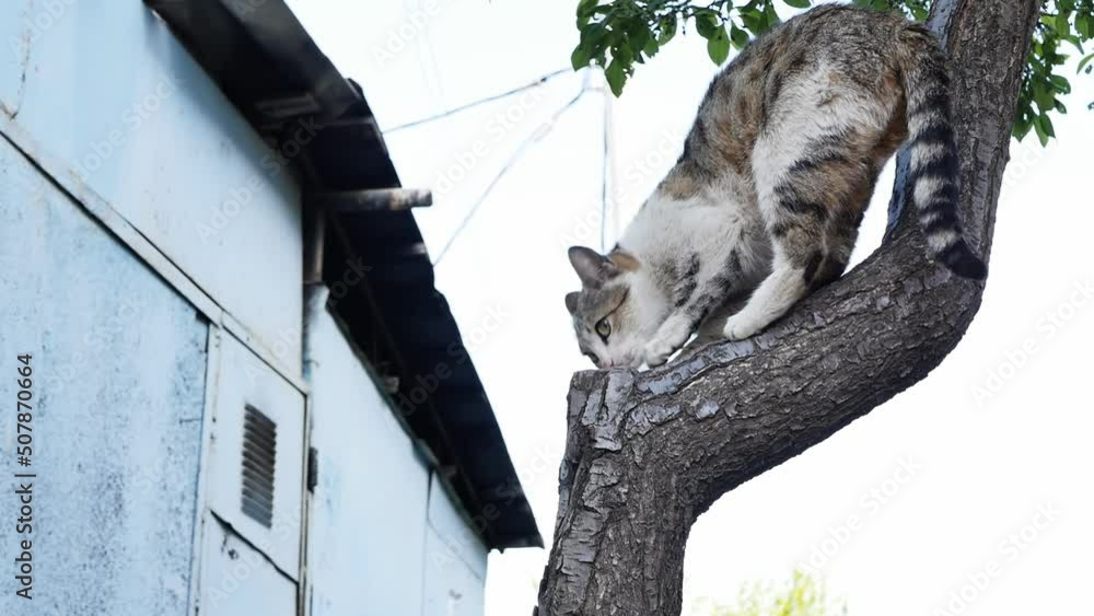 the cat climbed a tree and, being afraid of heights, was unable to go ...