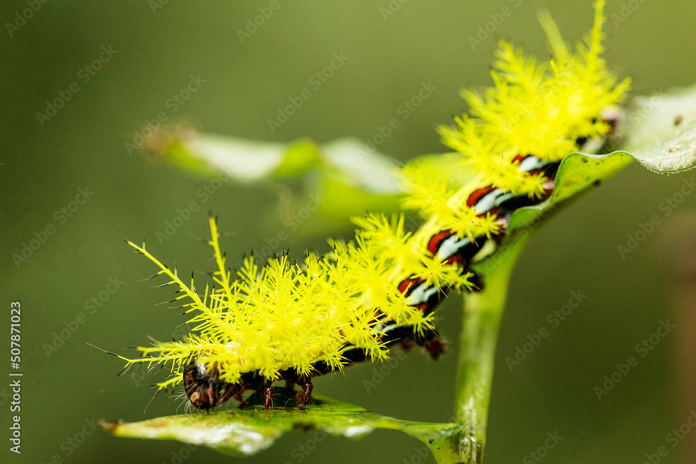 Taturana ou tromba de elefante, marandová , maranduvá, embira, ambira ...