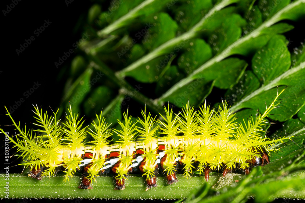 Taturana ou tromba de elefante, marandová , maranduvá, embira, ambira ...