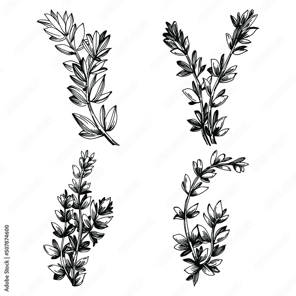 Thyme vector isolated plant with leaves. Herbal engraved style ...