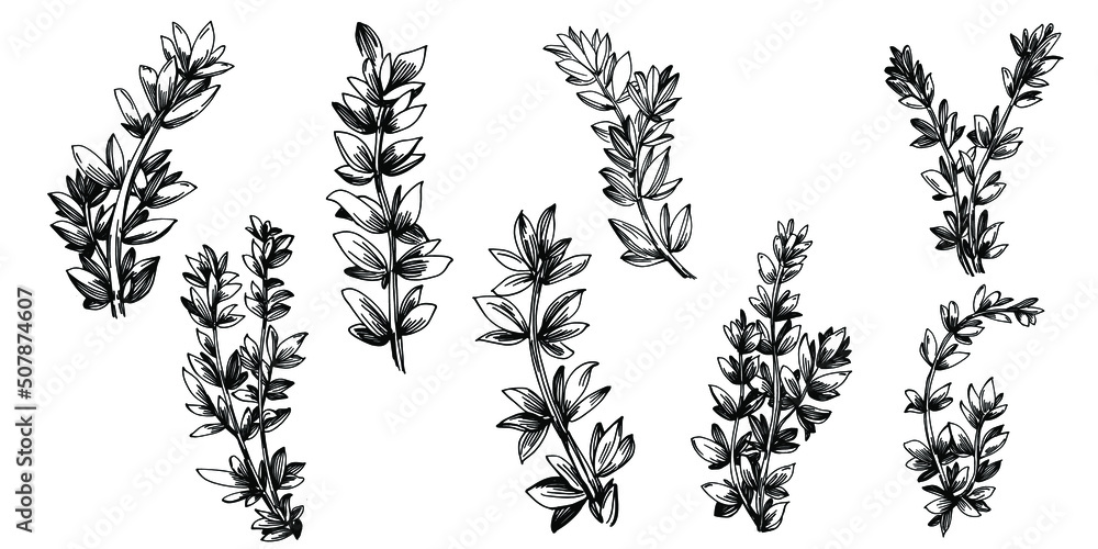 Thyme vector isolated plant with leaves. Herbal engraved style ...