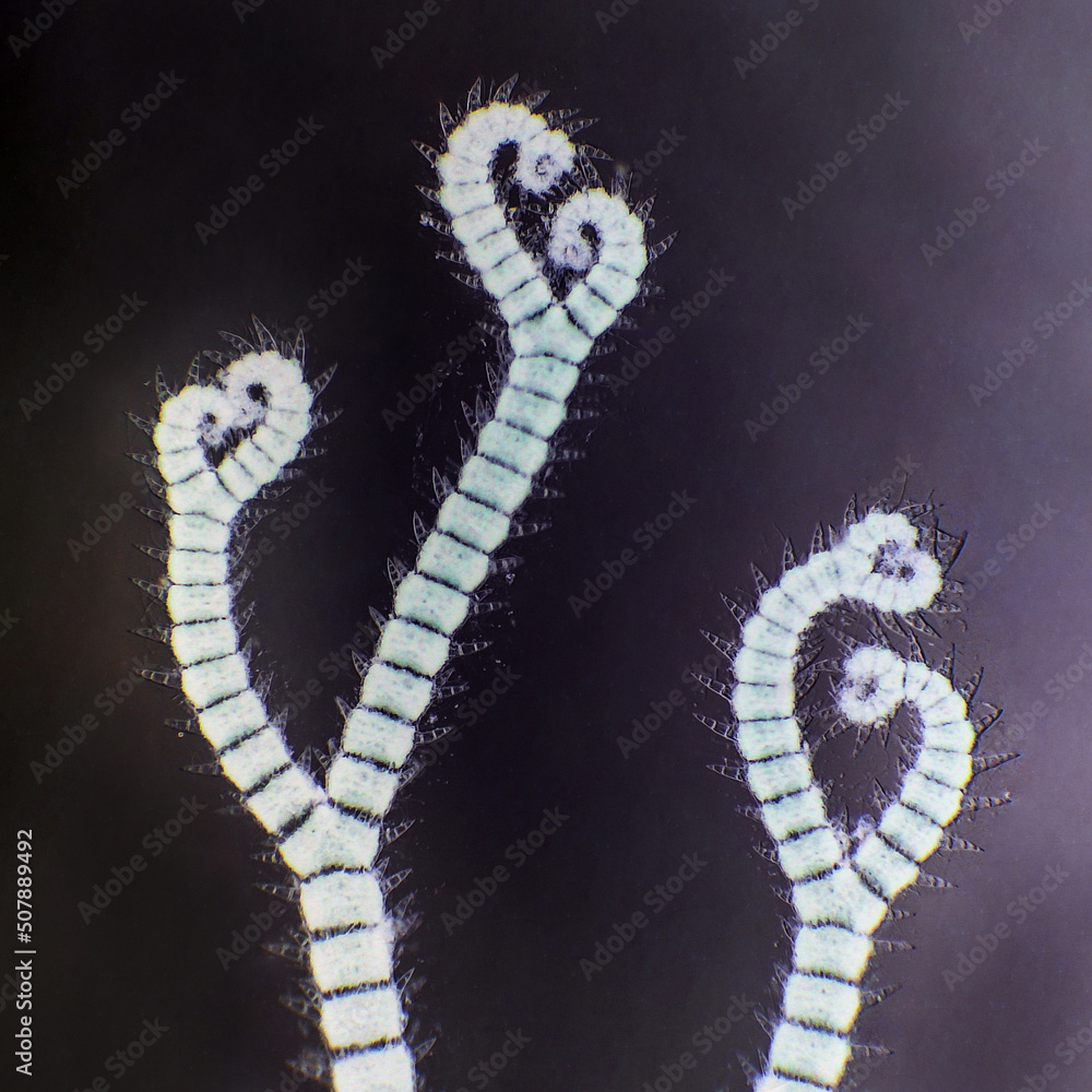 Ceramium sp. red algae under microscopic view, Rhodophyta Stock Photo ...