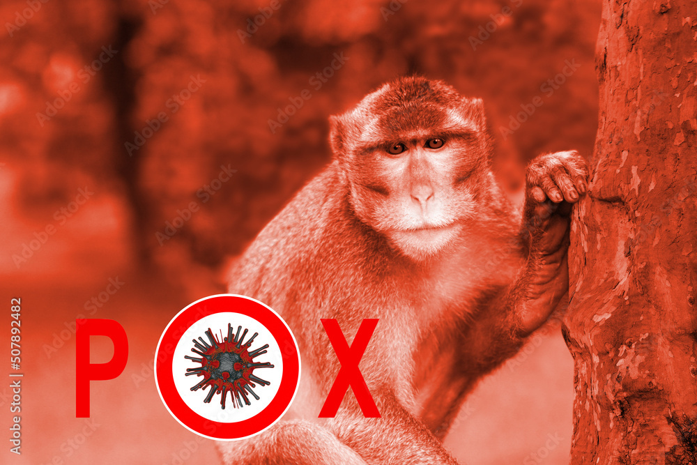 Macaca fuscata, Japanese macaque, brown northern monkey covered with ...