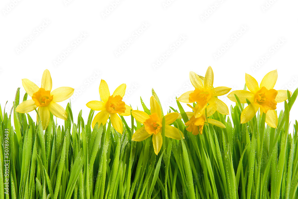 narcissus Flower grass isolated on transparent background, Yellow ...