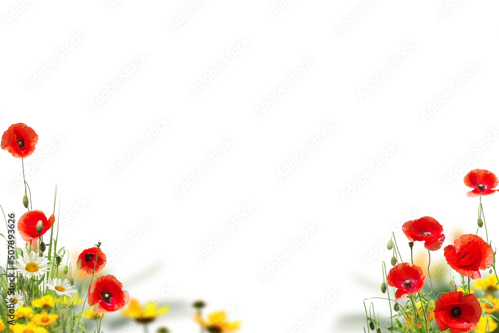 Poppy flowers isolated on transparent background, Red yellow poppy ...