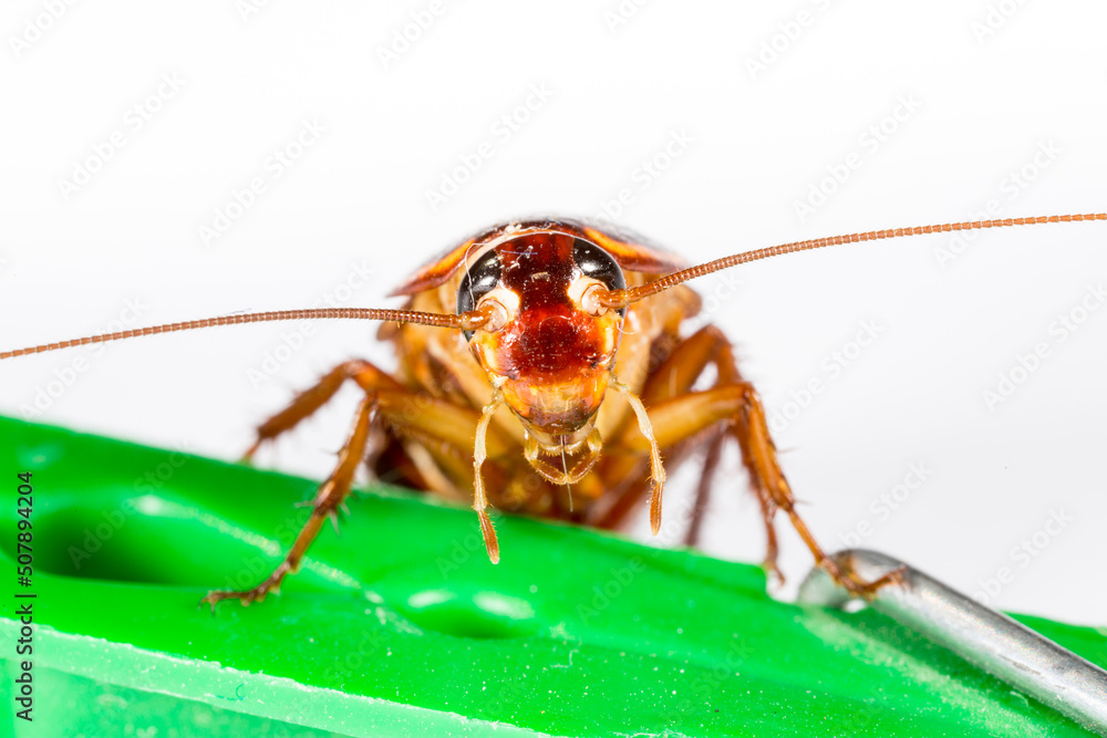 Cockroach on a clothespin on a white background, pollution, unsanitary ...