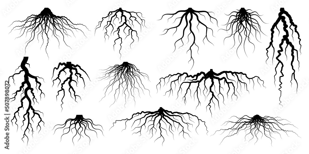 Various realistic tree or shrub roots. Parts of plant, root system with ...