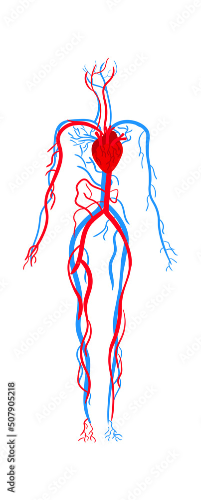 Human circulatory system anatomy. Vector illustration Stock Vector ...