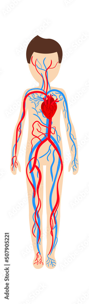 Boy circulatory system anatomy. Vector illustration Stock Vector ...