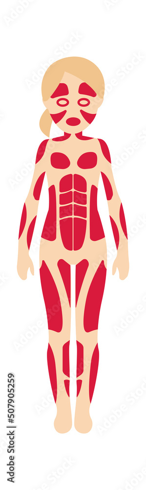 Girl muscular system anatomy. Vector illustration Stock Vector | Adobe ...