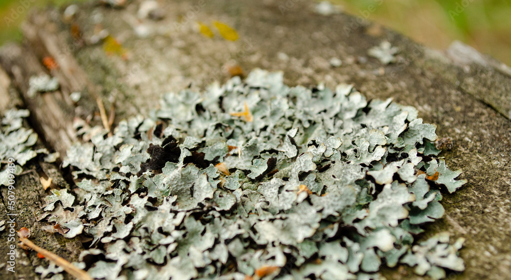 Lichen light green coloured, lichen texture. Cineraria silver, Cineraria maritime varieties of ...